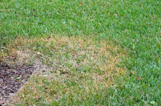 What You Need To Know About Snow Mold!
