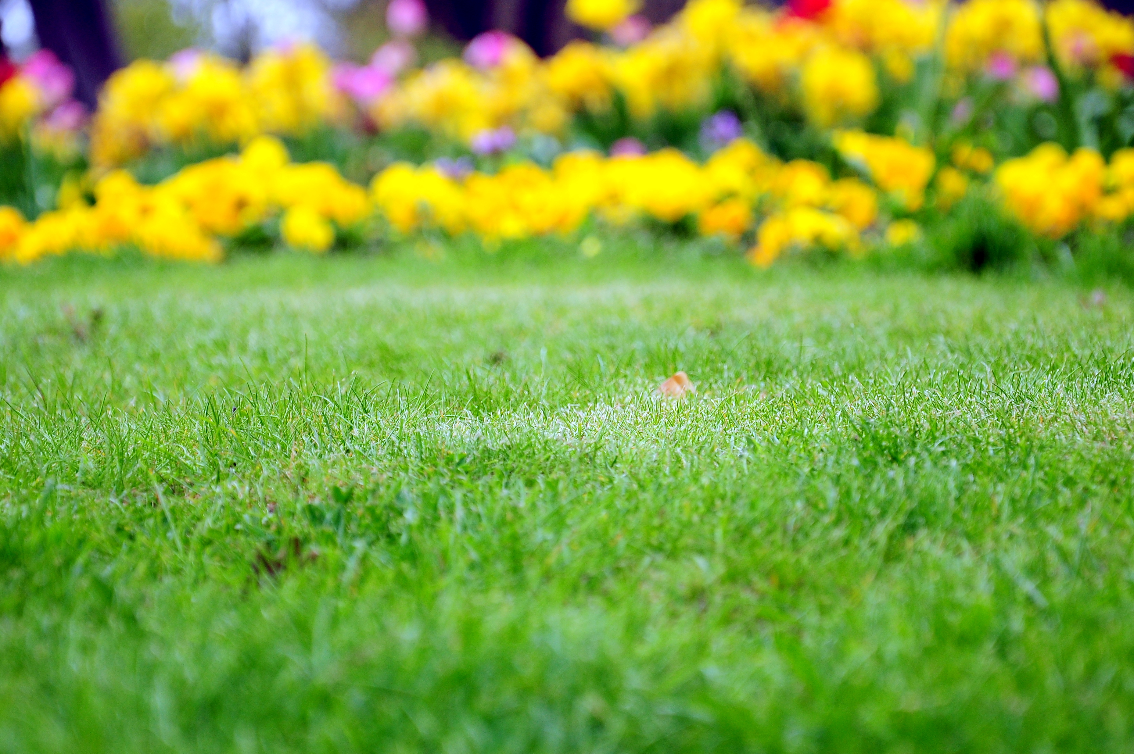 Spring Clean Up Tips to Help Your Lawn