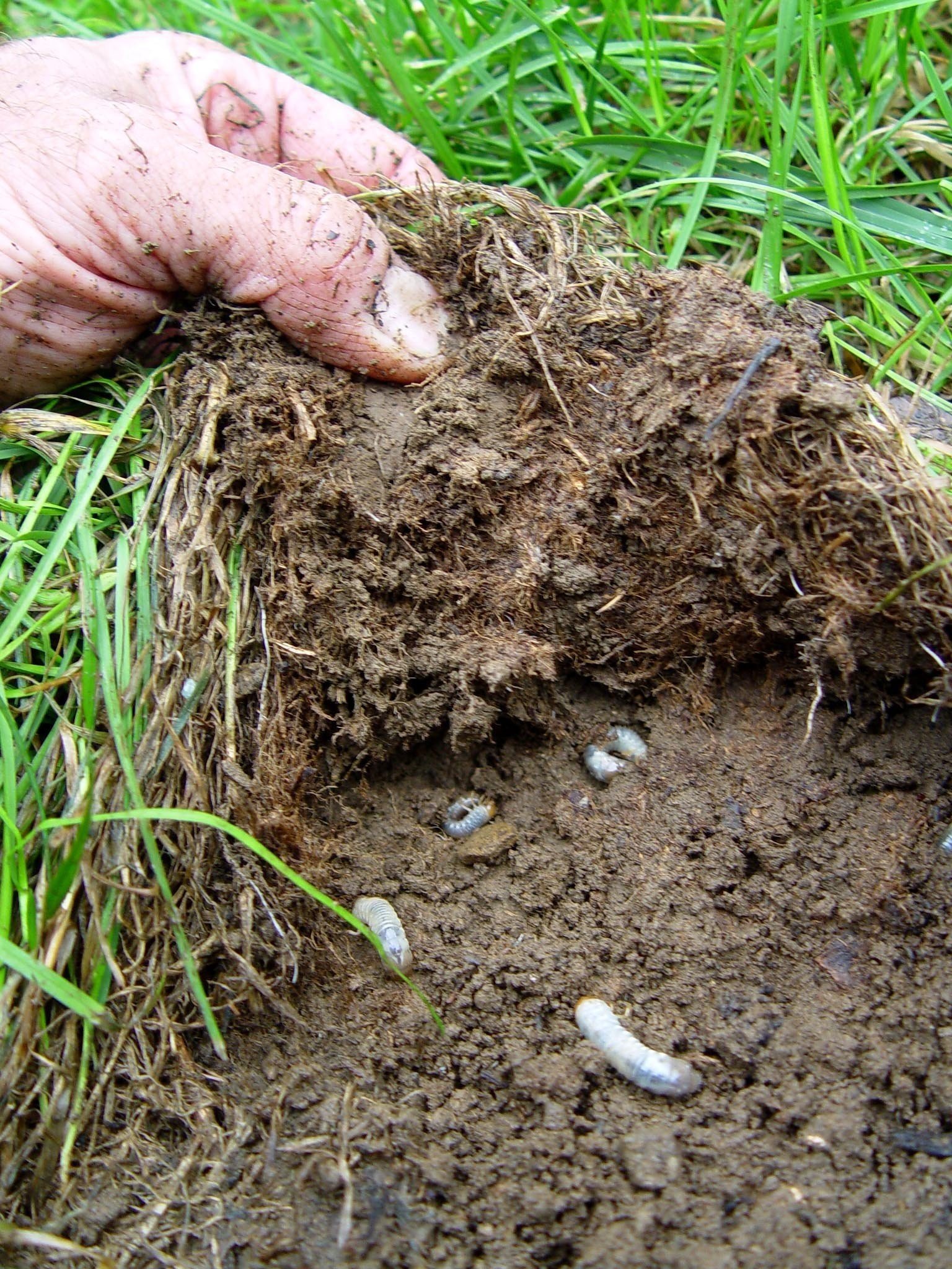 What Are Grubs And How To Treat Them!