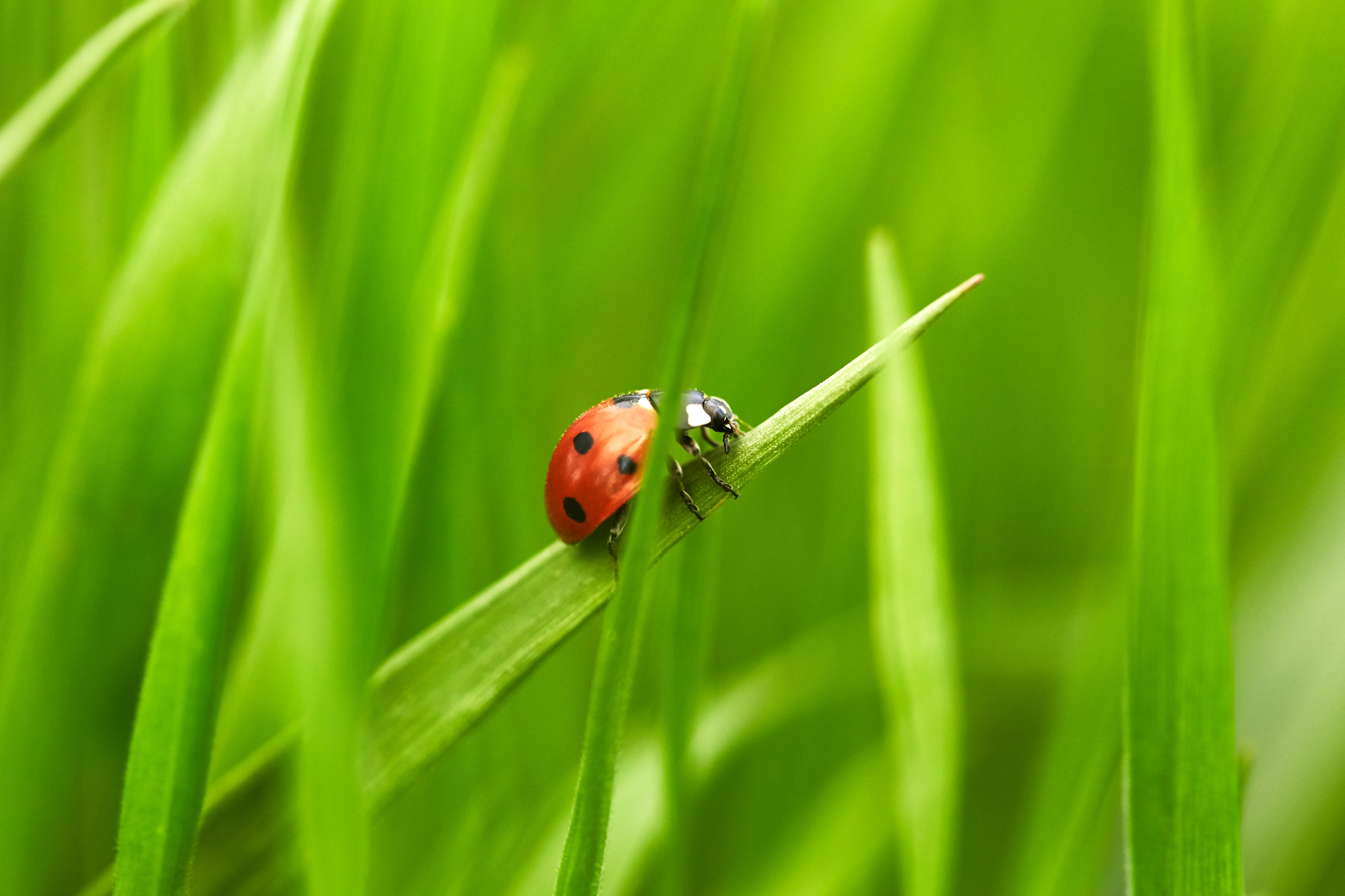 Ladybug, Ladybug, Fly Away Home