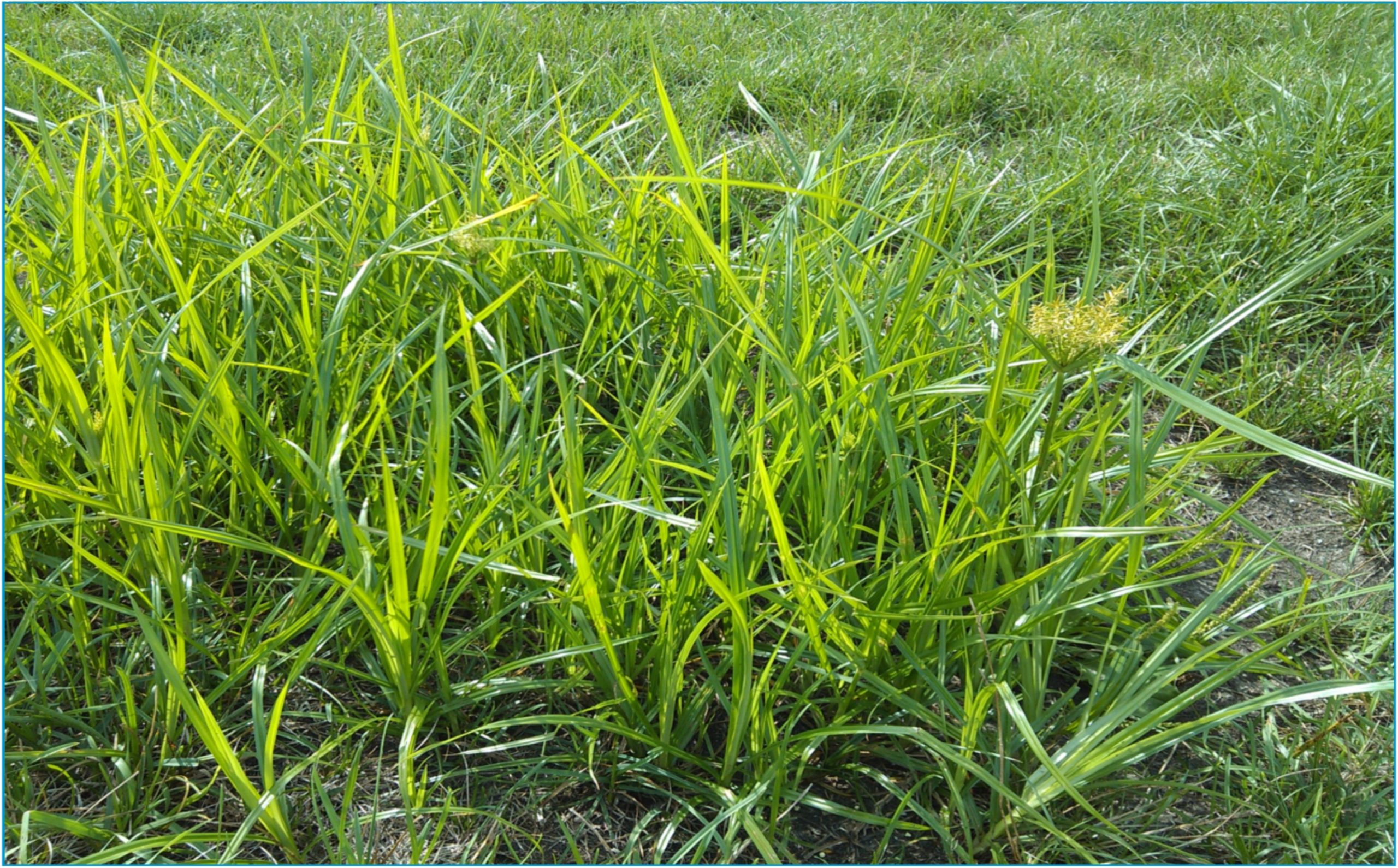What You Need To Know About Nutsedge!