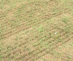 Is Slitseeding A Good Option For My Lawn?