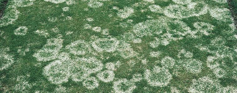 What You Need To Know About Snow Mold!